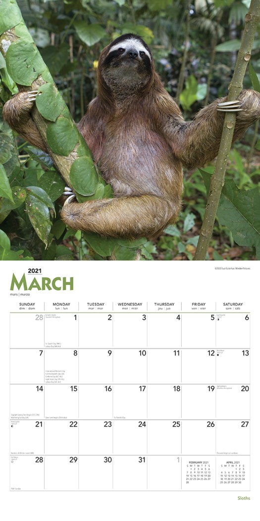 Sloths - 2021 Wall Calendar by Browntrout | 9781975421106 | Booktopia