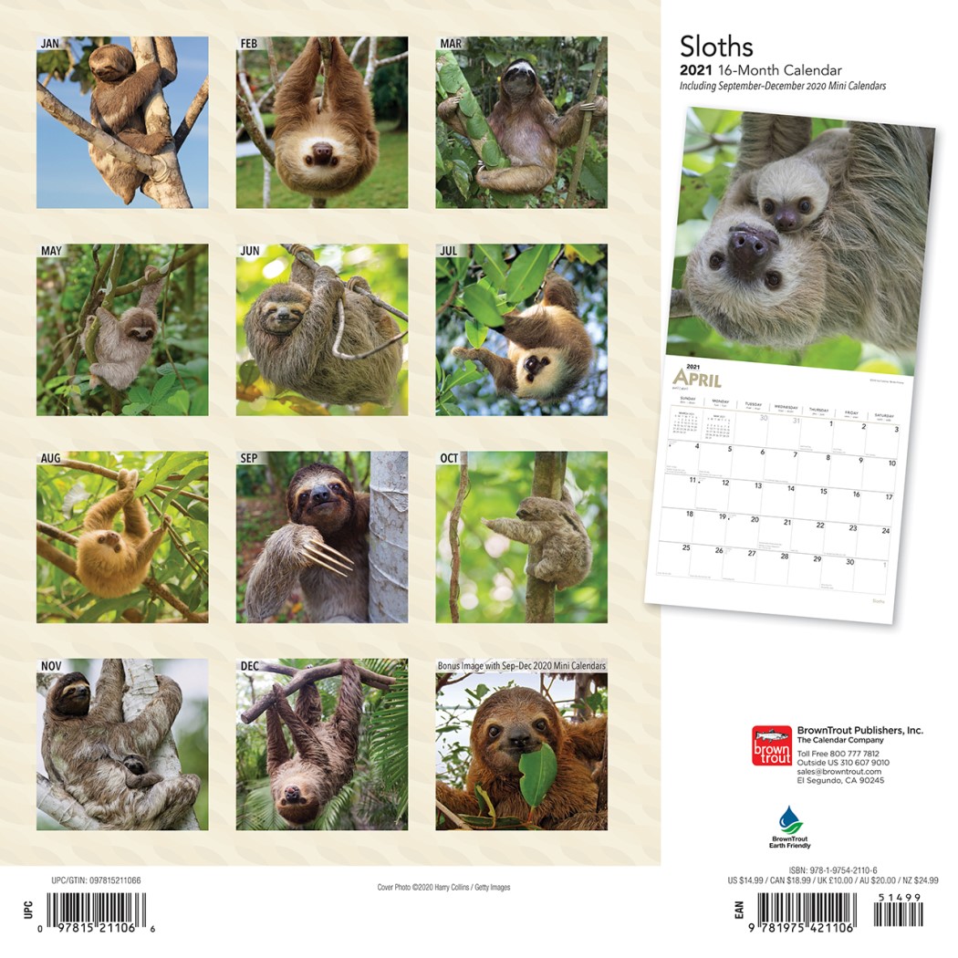 Sloths - 2021 Wall Calendar by Browntrout | 9781975421106 | Booktopia