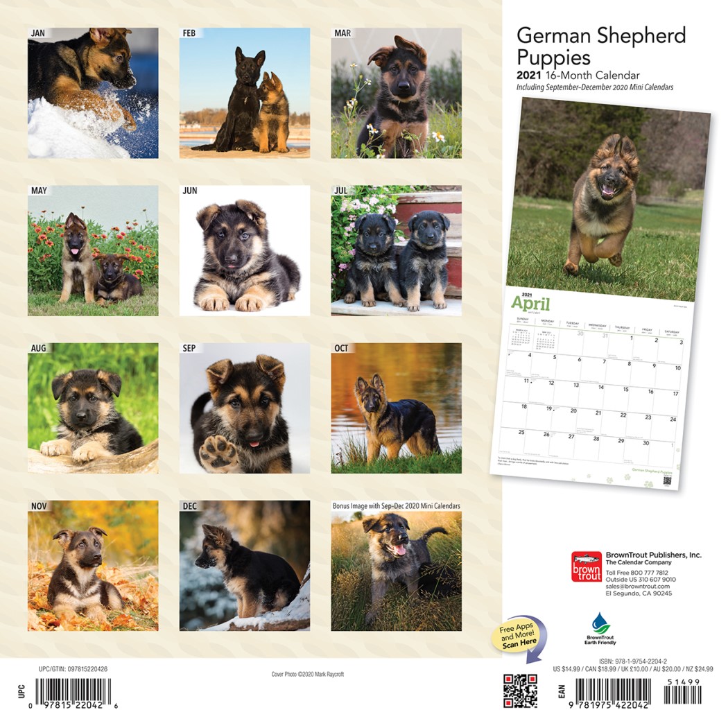 German Shepherd Puppies - 2021 Wall Calendar by Browntrout ...