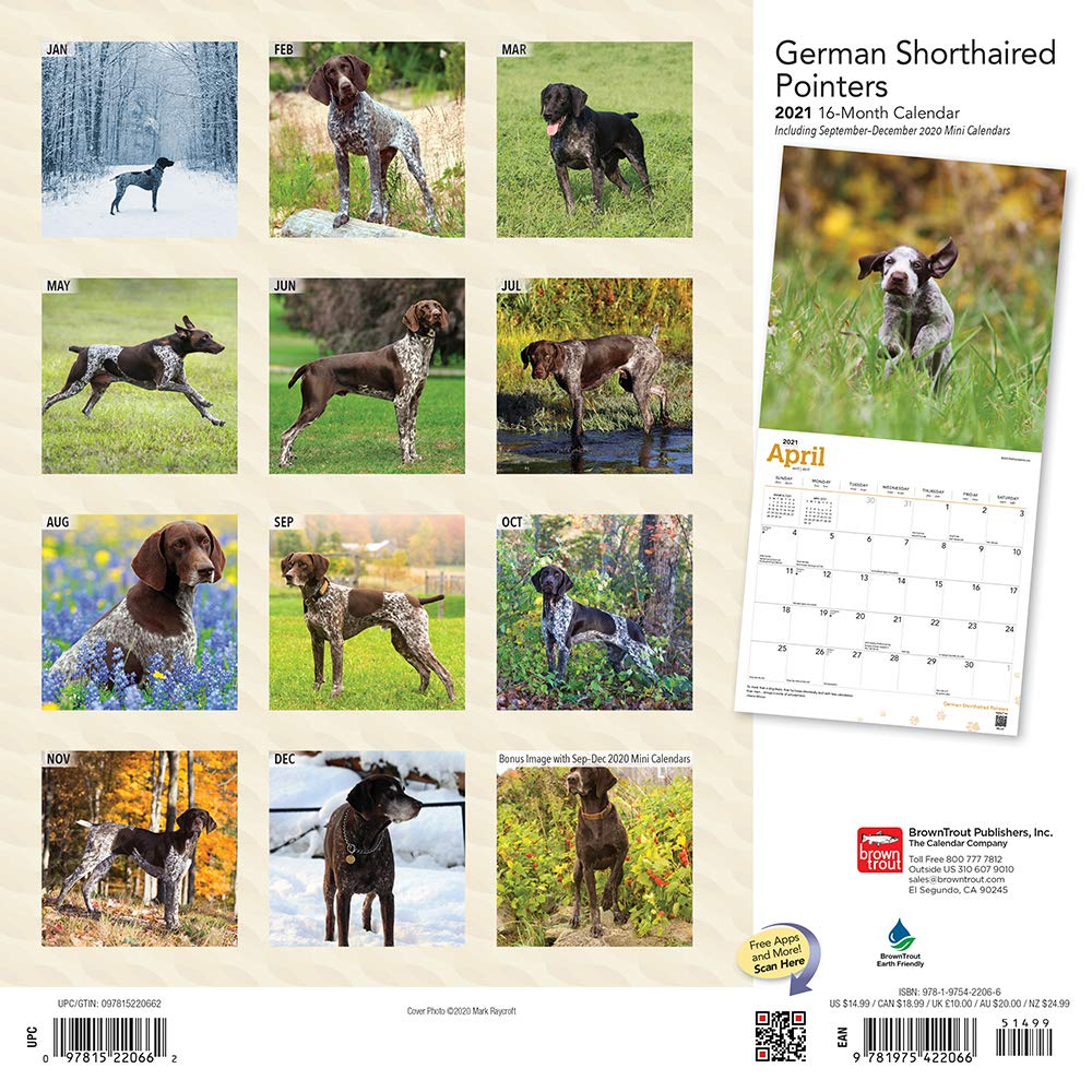 German Shorthaired Pointers - 2021 Wall Calendar by Browntrout ...