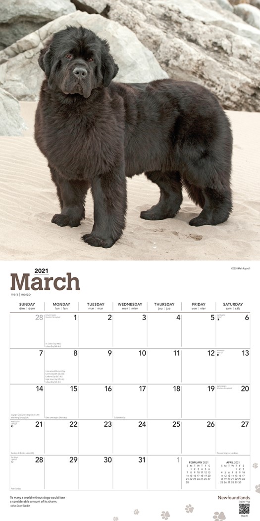 Newfoundlands - 2021 Wall Calendar by Browntrout | 9781975422196 ...