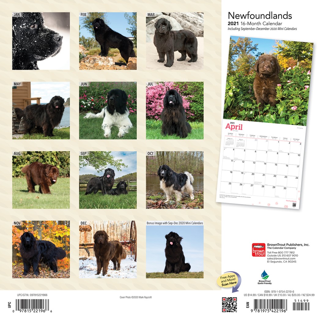 Newfoundlands - 2021 Wall Calendar by Browntrout | 9781975422196 ...