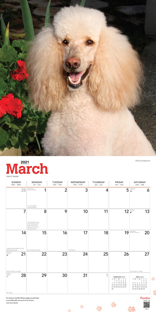 Poodles - 2021 Wall Calendar by Browntrout | 9781975422202 | Booktopia