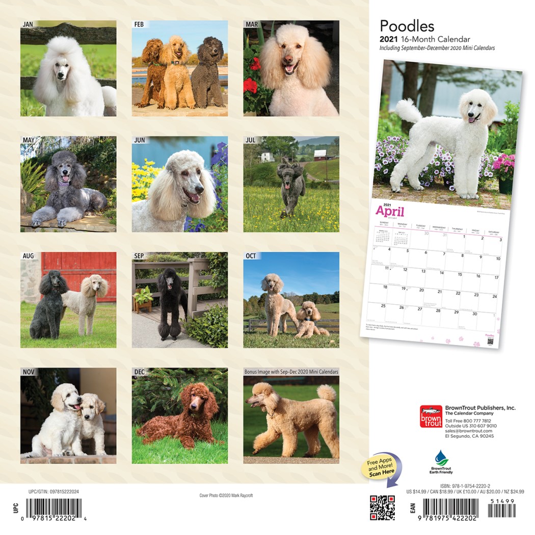 Poodles - 2021 Wall Calendar by Browntrout | 9781975422202 | Booktopia