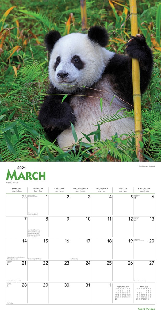 Giant Pandas - 2021 Wall Calendar by Browntrout | 9781975422523 | Booktopia
