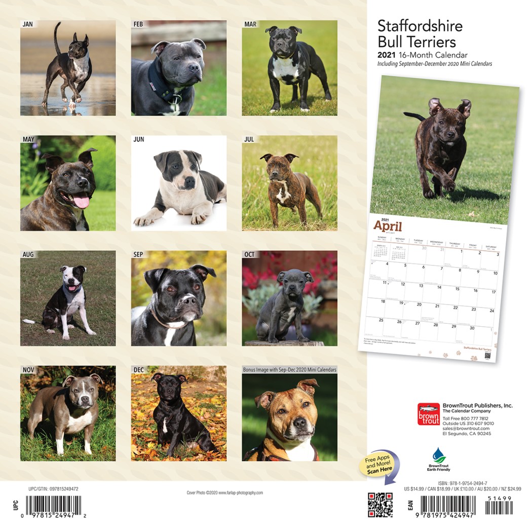 Staffordshire Bull Terriers - 2021 Wall Calendar by Browntrout ...