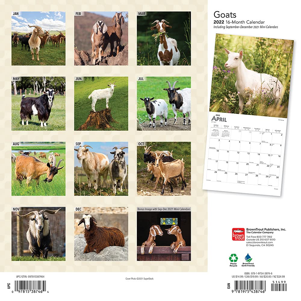 Goats - 2022 Wall Calendar by Browntrout | 9781975438746 | Booktopia