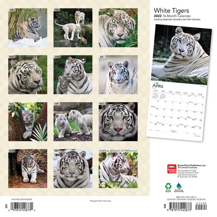 White Tigers - 2022 Wall Calendar, 16-Month Calendar by BrownTrout US ...