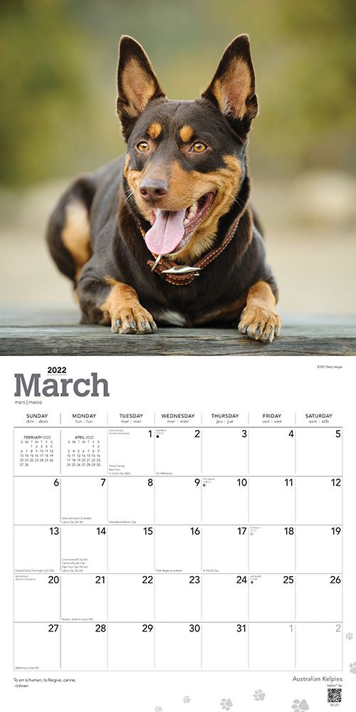 Australian Kelpies - 2022 Wall Calendar, Dog Breed Wall Calendar by ...
