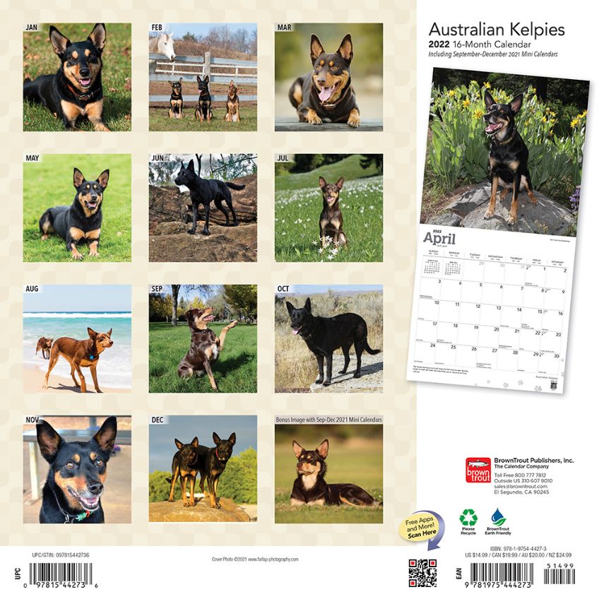 Australian Kelpies - 2022 Wall Calendar, Dog Breed Wall Calendar by ...
