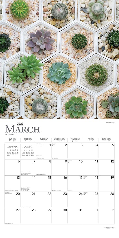 Succulents - 2022 Wall Calendar by Browntrout | 9781975444716 | Booktopia