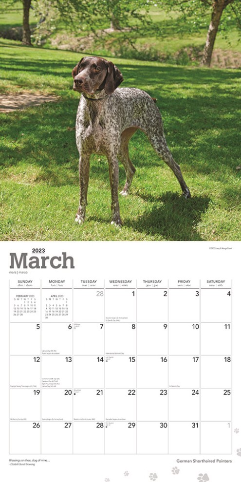 German Shorthaired Pointers - 2023 Wall Calendar by Browntrout ...
