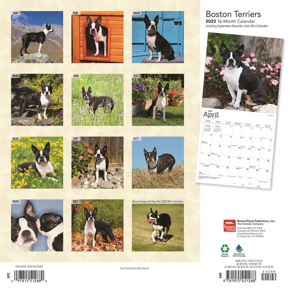 Boston Terriers - 2023 Wall Calendar by Browntrout | 9781975451288 ...