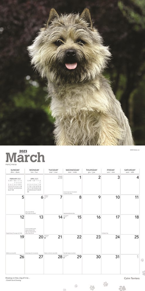 Cairn Terriers - 2023 Wall Calendar by Browntrout | 9781975451387 ...