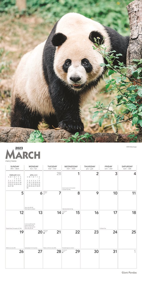 Giant Pandas - 2023 Wall Calendar by Browntrout | 9781975451653 | Booktopia