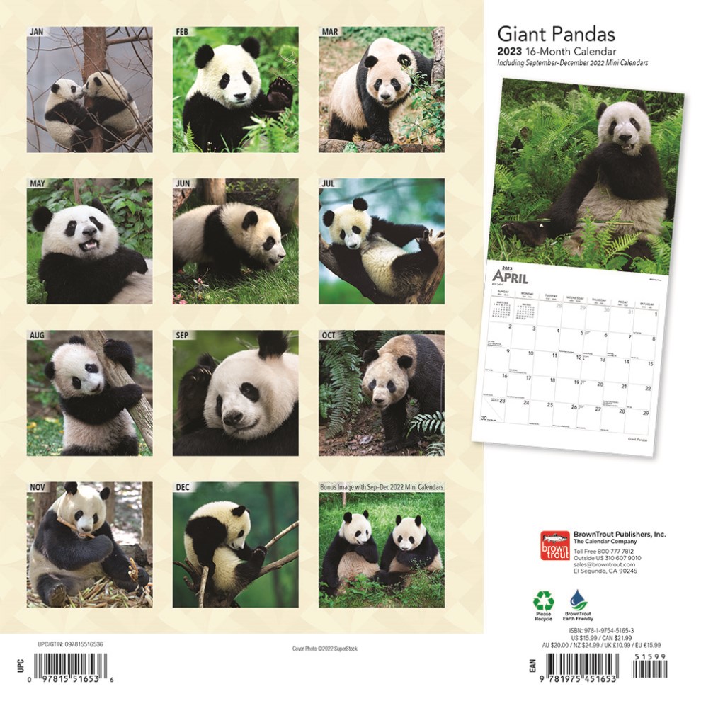 Giant Pandas - 2023 Wall Calendar by Browntrout | 9781975451653 | Booktopia