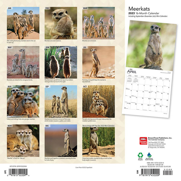 Meerkats - 2023 Wall Calendar, 2023 Wall Calendars by BrownTrout US ...