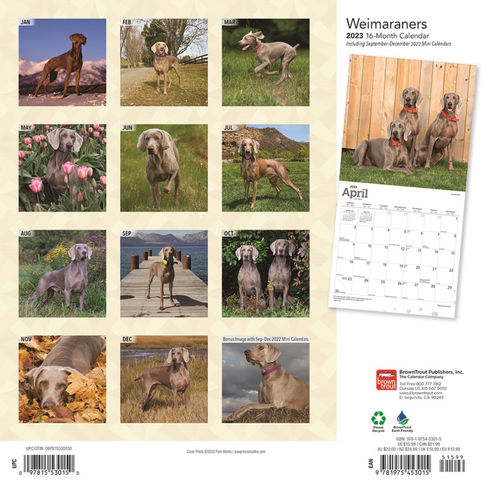 Weimaraners - 2023 Wall Calendar by Browntrout | 9781975453015 | Booktopia
