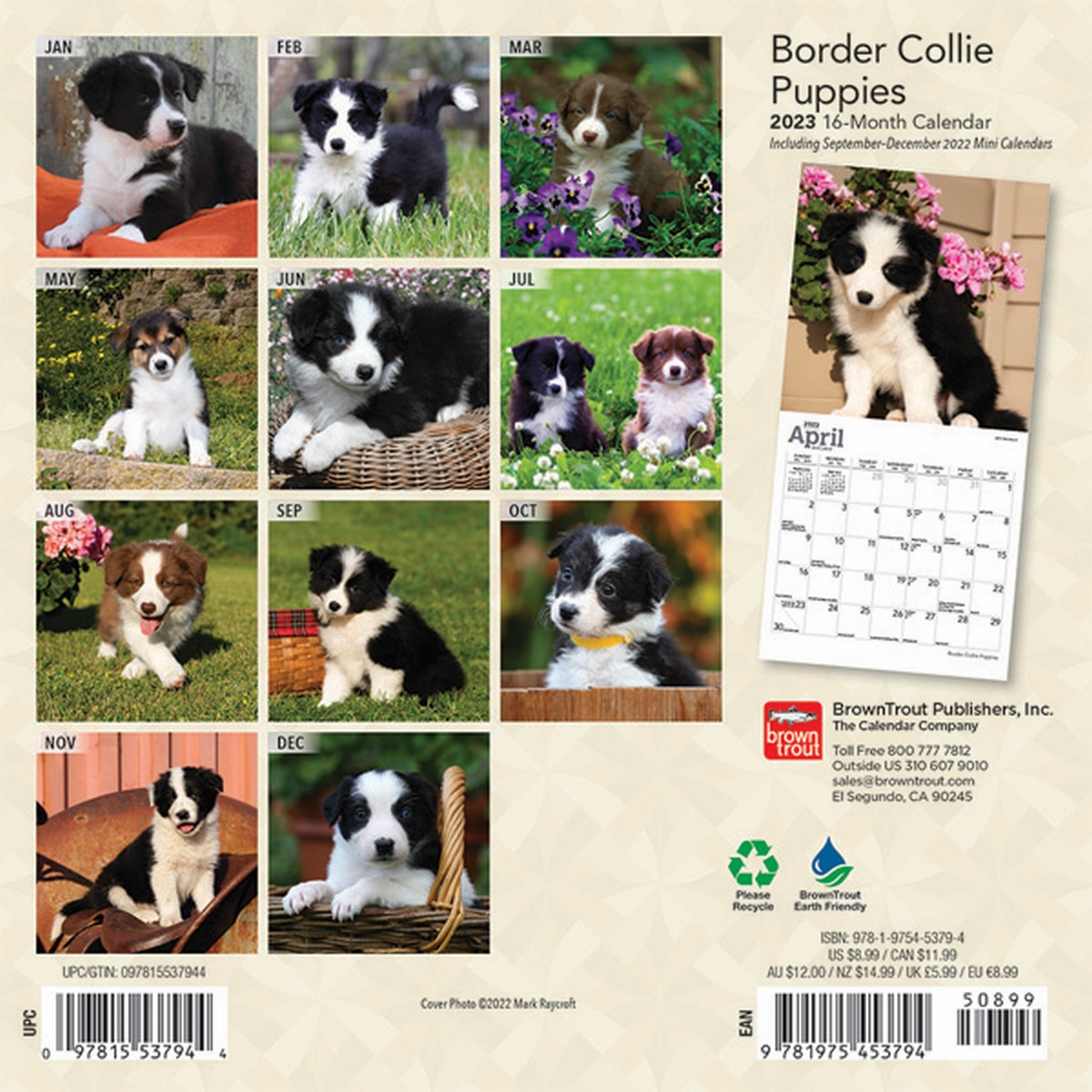 Border Collie Puppies - 2023 Mini Wall Calendar, 2023 Wall Calendars by ...