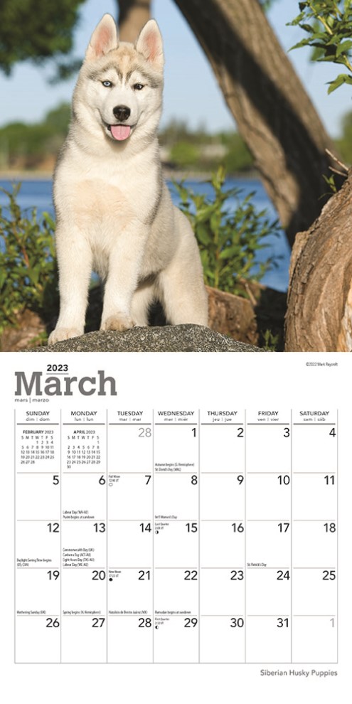 Siberian Husky Puppies - 2023 Mini Wall Calendar by Browntrout ...