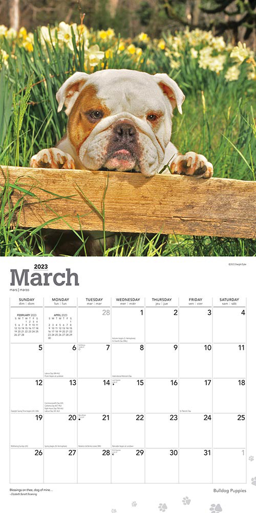 Bulldog Puppies - 2023 Wall Calendar, 2023 Wall Calendars by BrownTrout ...
