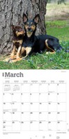 Australian Kelpies - 2024 Wall Calendar by BrownTrout Publishers ...