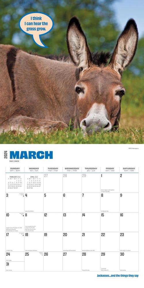 Jackasses - 2024 Wall Calendar, ... and the things they say by ...