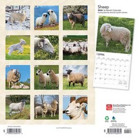 Sheep - 2024 Wall Calendar by Browntrout | 9781975464974 | Booktopia