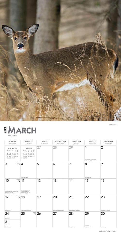 White Tailed Deer - 2024 Wall Calendar by Browntrout | 9781975465735 ...