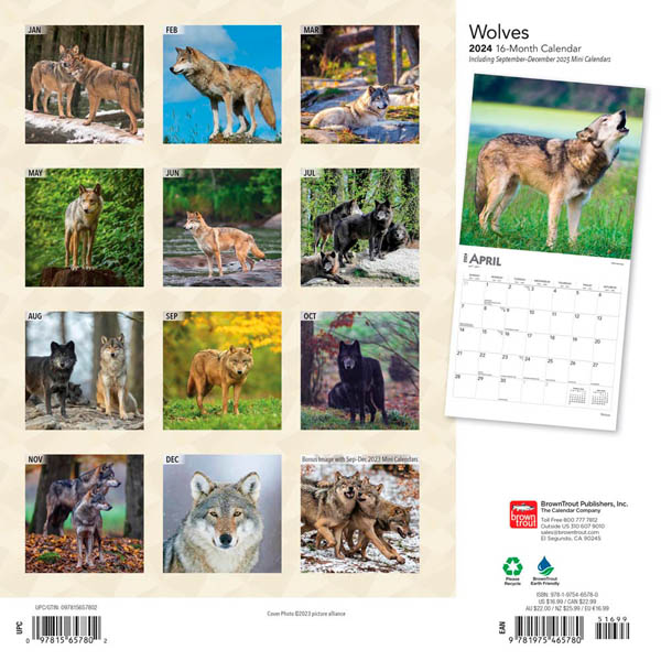 Wolves - 2024 Wall Calendar by Browntrout | 9781975465780 | Booktopia