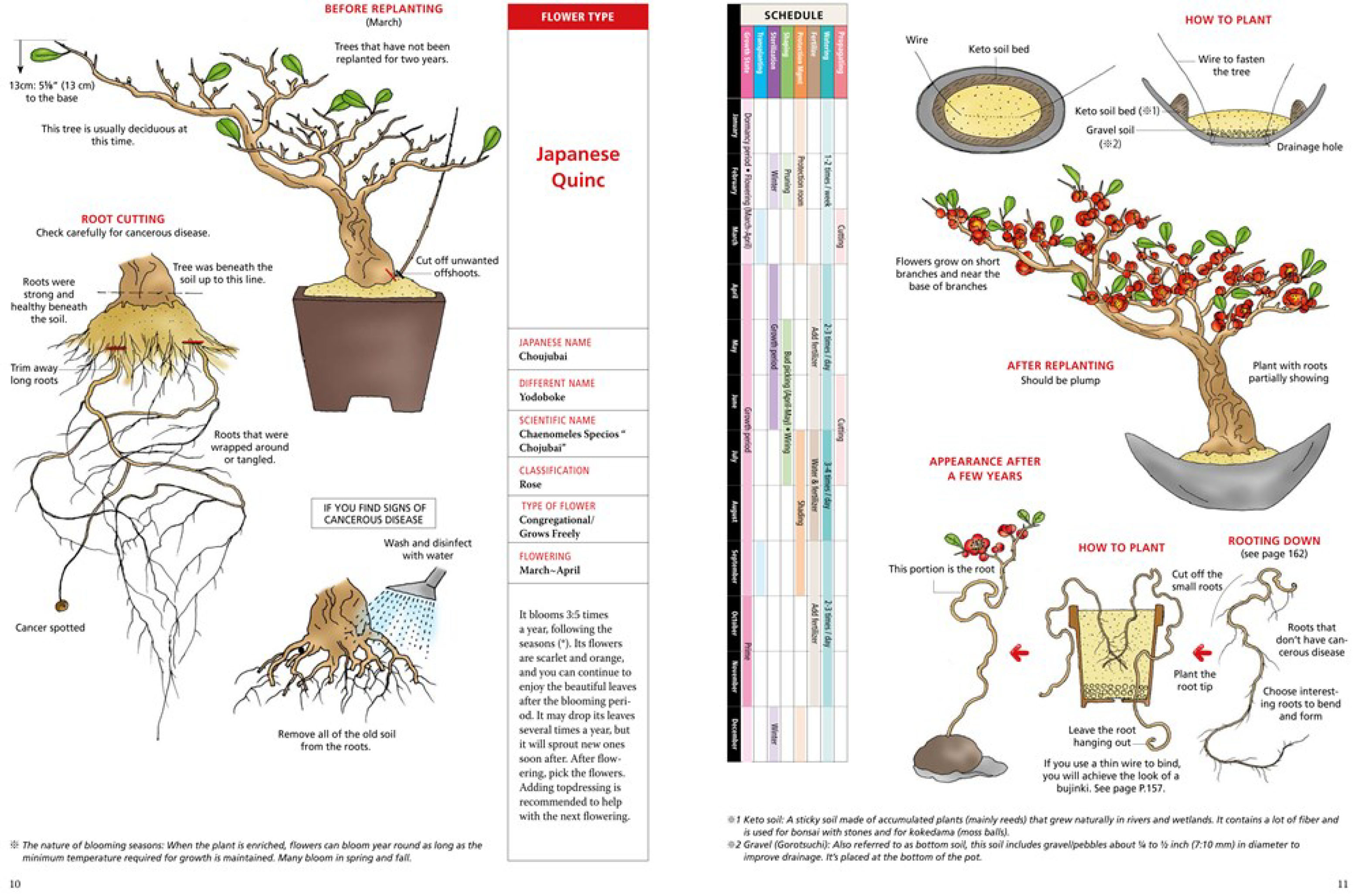 Introduction to Bonsai, The Complete Illustrated Guide for Beginners ...